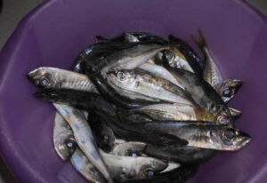 Chinchard - 8 délicieuses recettes avec photos étape par étape