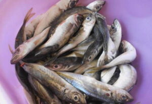 Chinchard - 8 délicieuses recettes avec photos étape par étape