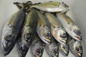 Chinchard - 8 délicieuses recettes avec photos étape par étape